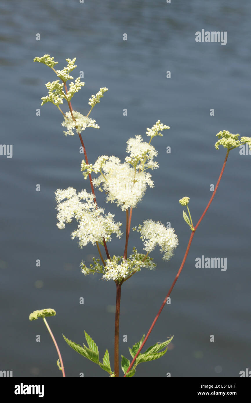 Dropwort Plant High Resolution Stock Photography and Images - Alamy