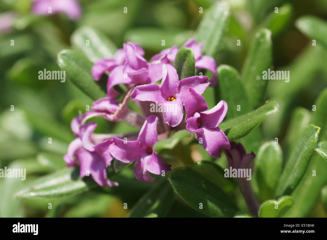 Daphne sericea hi-res stock photography and images - Alamy