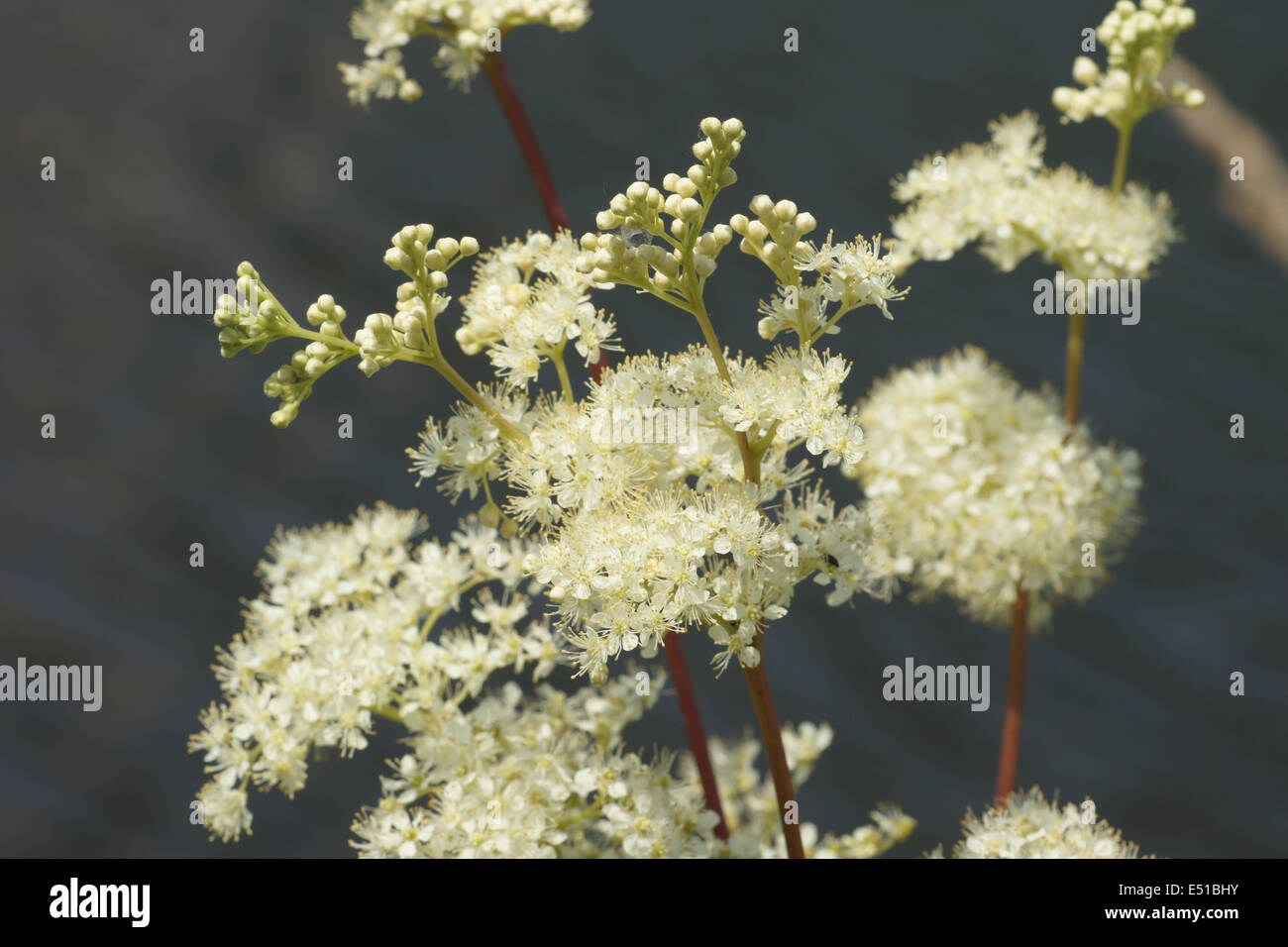 Madesuss bluten hi-res stock photography and images - Alamy