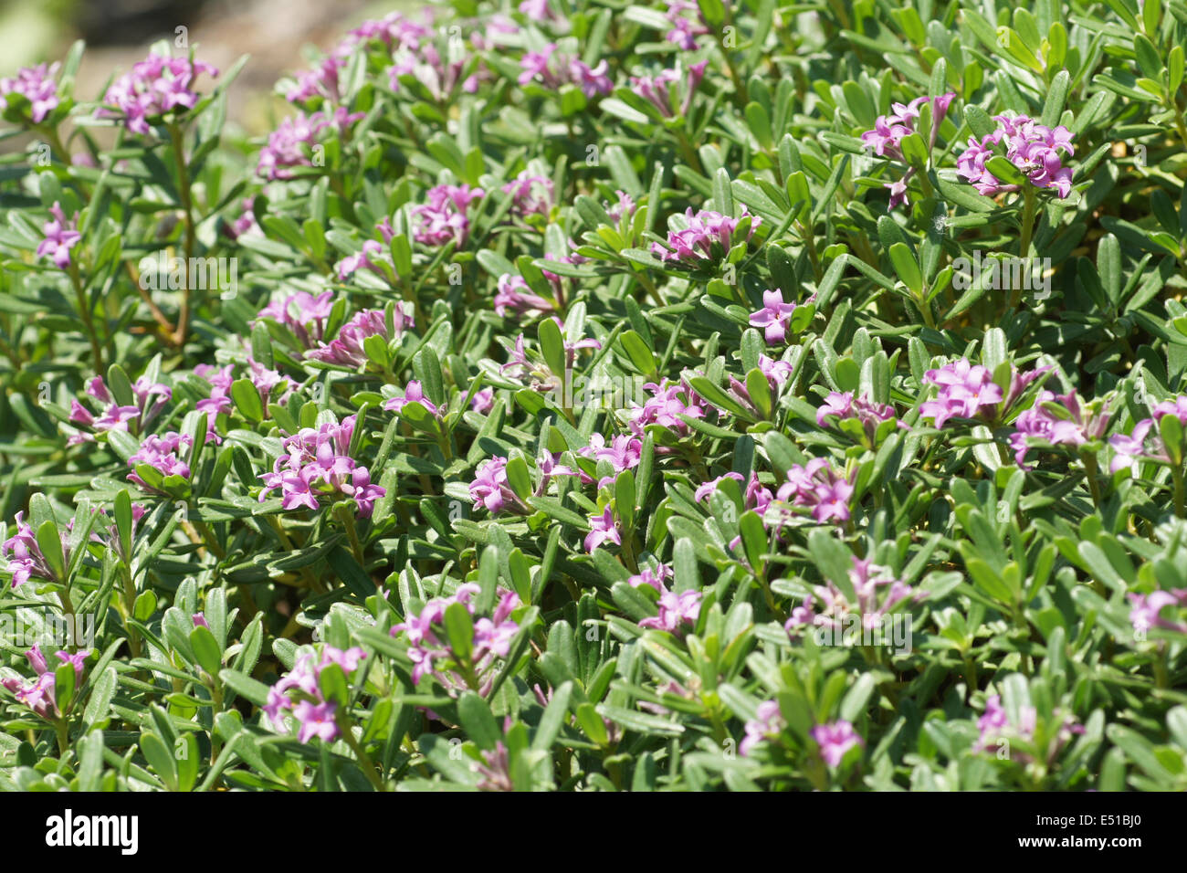Daphne sericea hi-res stock photography and images - Alamy