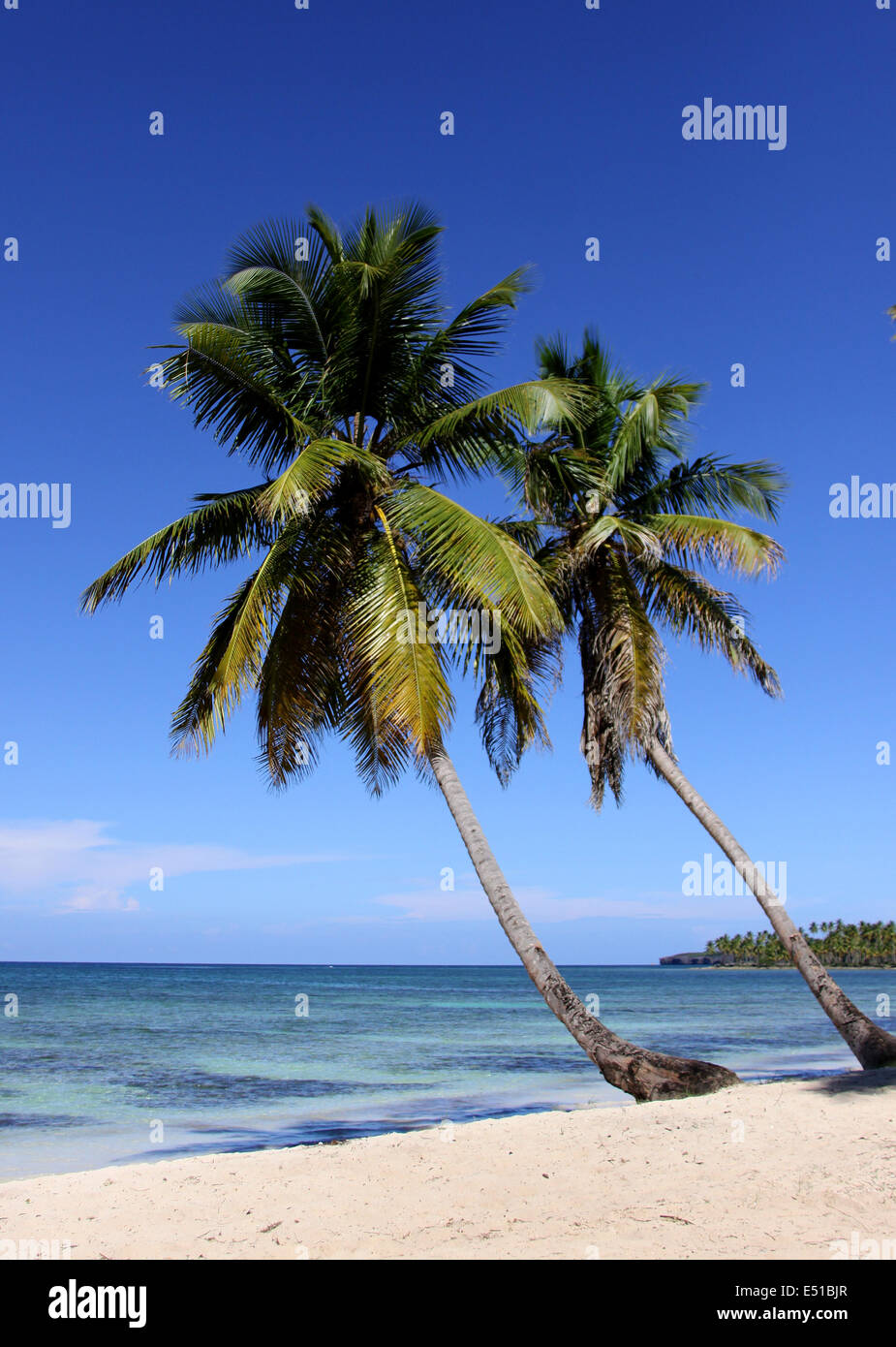 two palm trees Stock Photo - Alamy