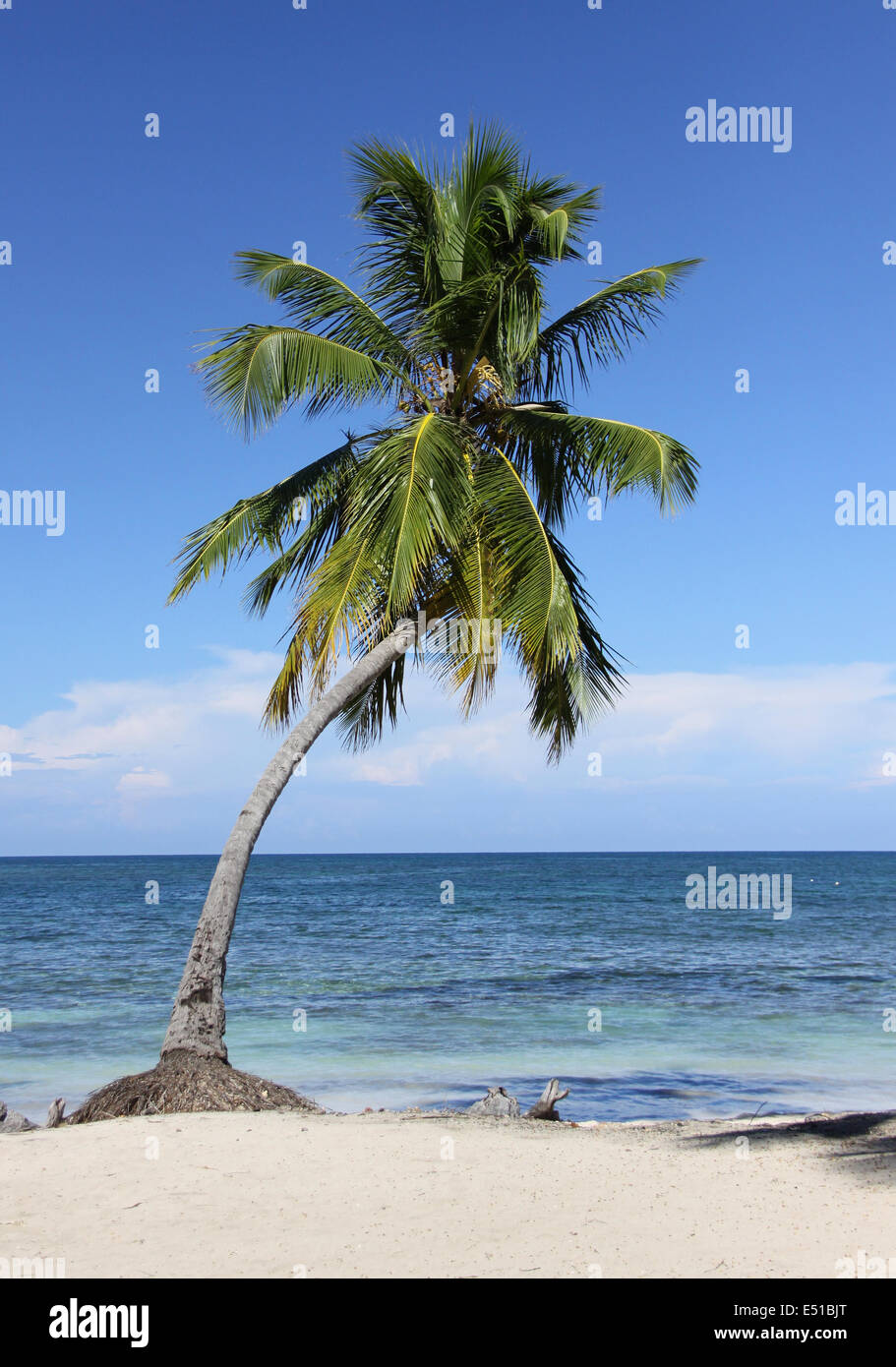 Palm tree hi-res stock photography and images - Alamy
