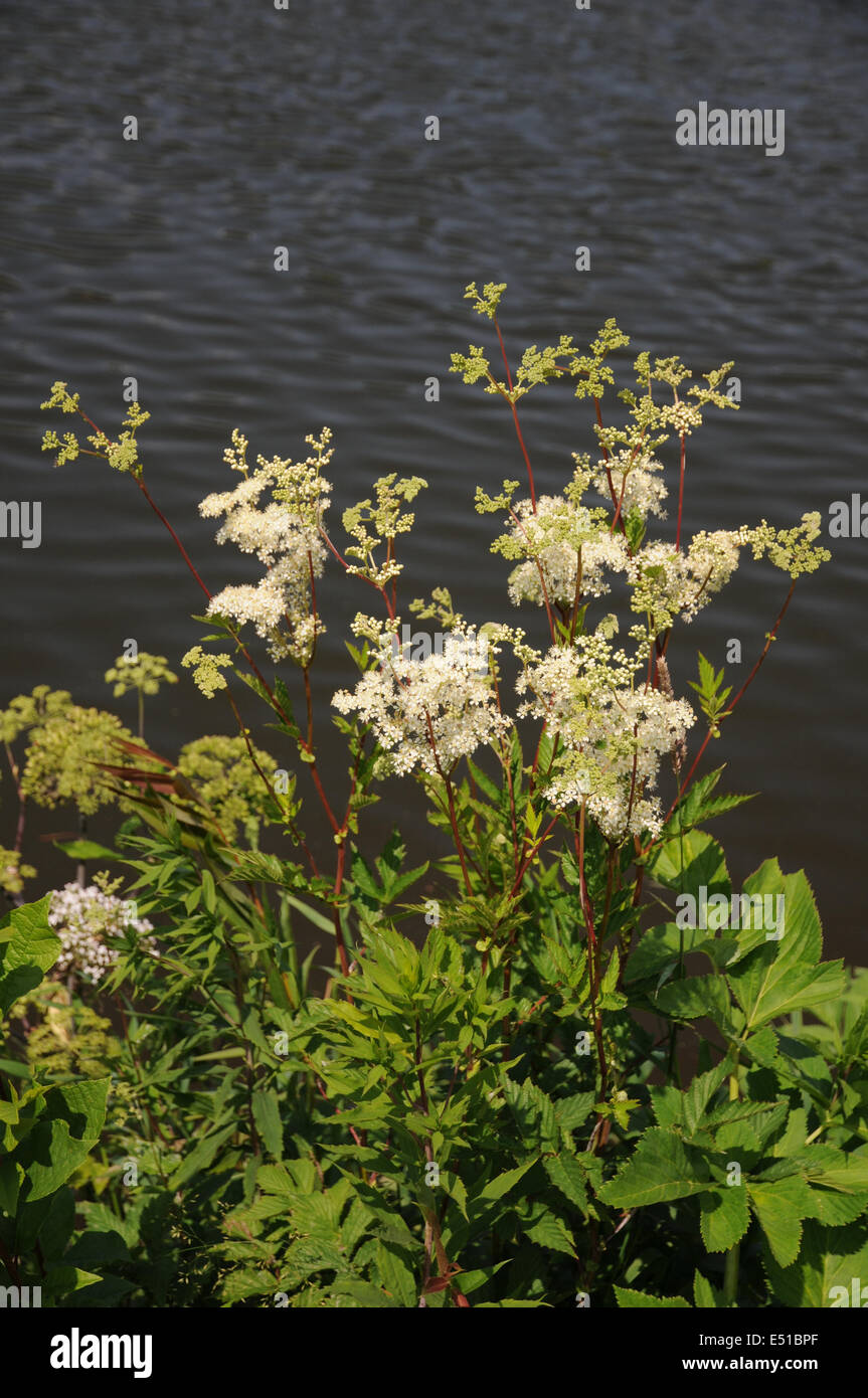 Madesuss bluten hi-res stock photography and images - Alamy