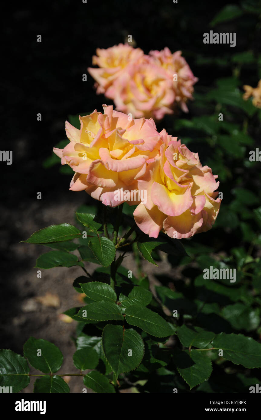 Australian rose garden flowers hi-res stock photography and images - Alamy