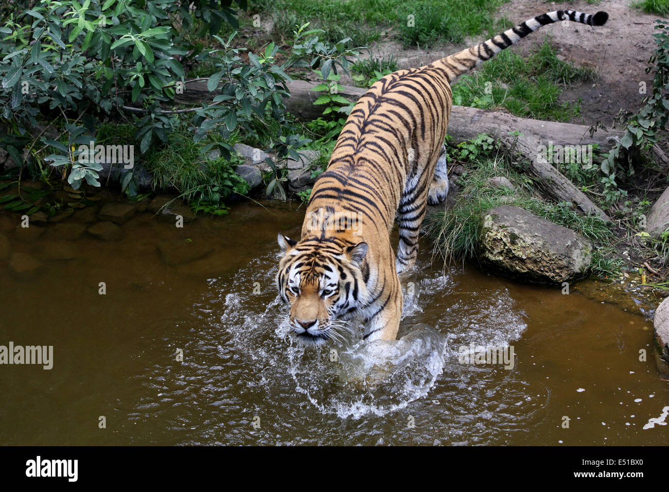 Tiger playing water hi-res stock photography and images - Alamy