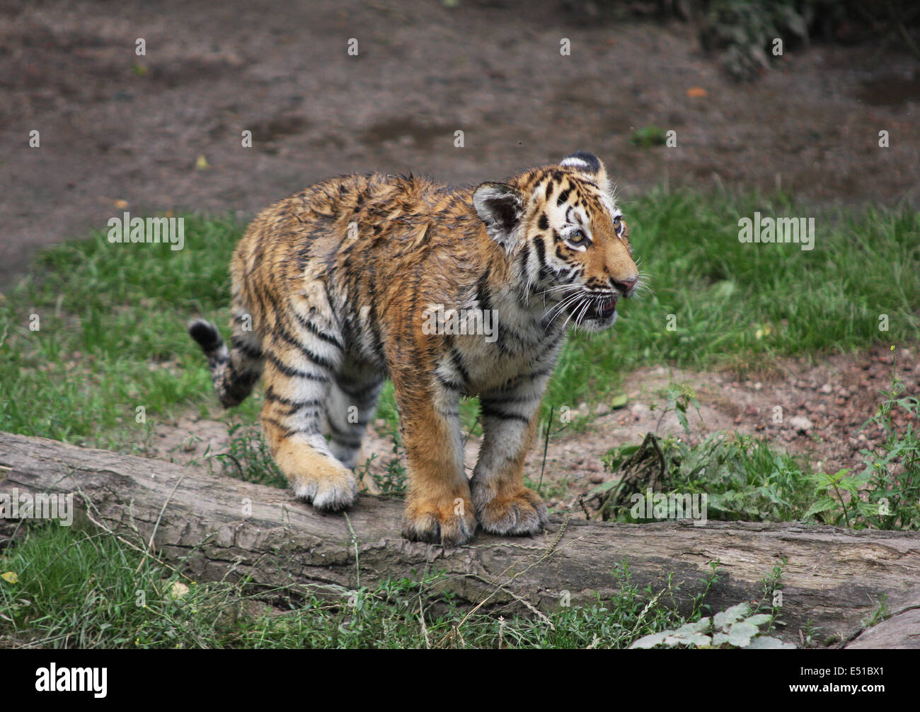 Wet tiger hi-res stock photography and images - Alamy