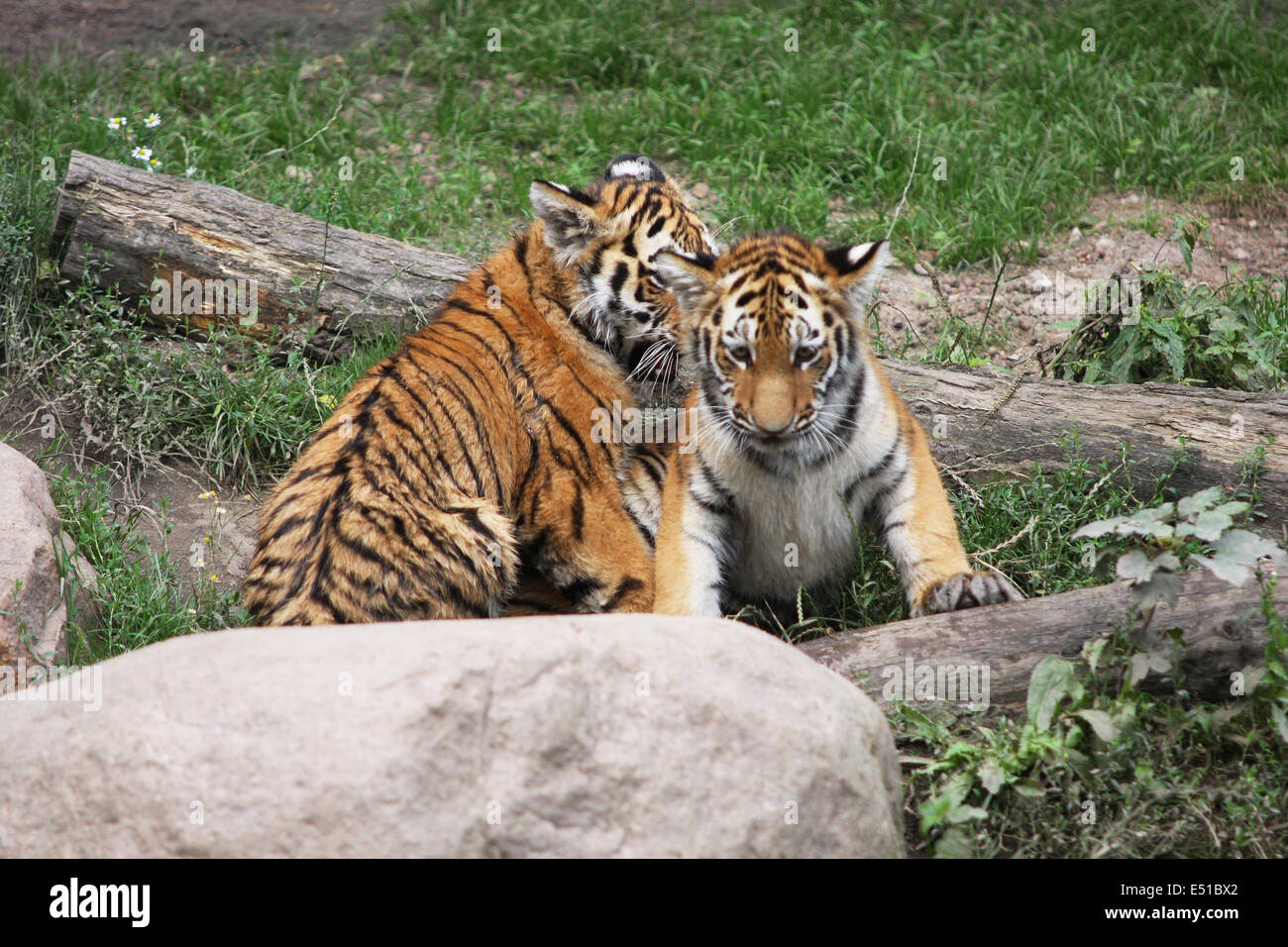 Tigerbaby hi-res stock photography and images - Alamy