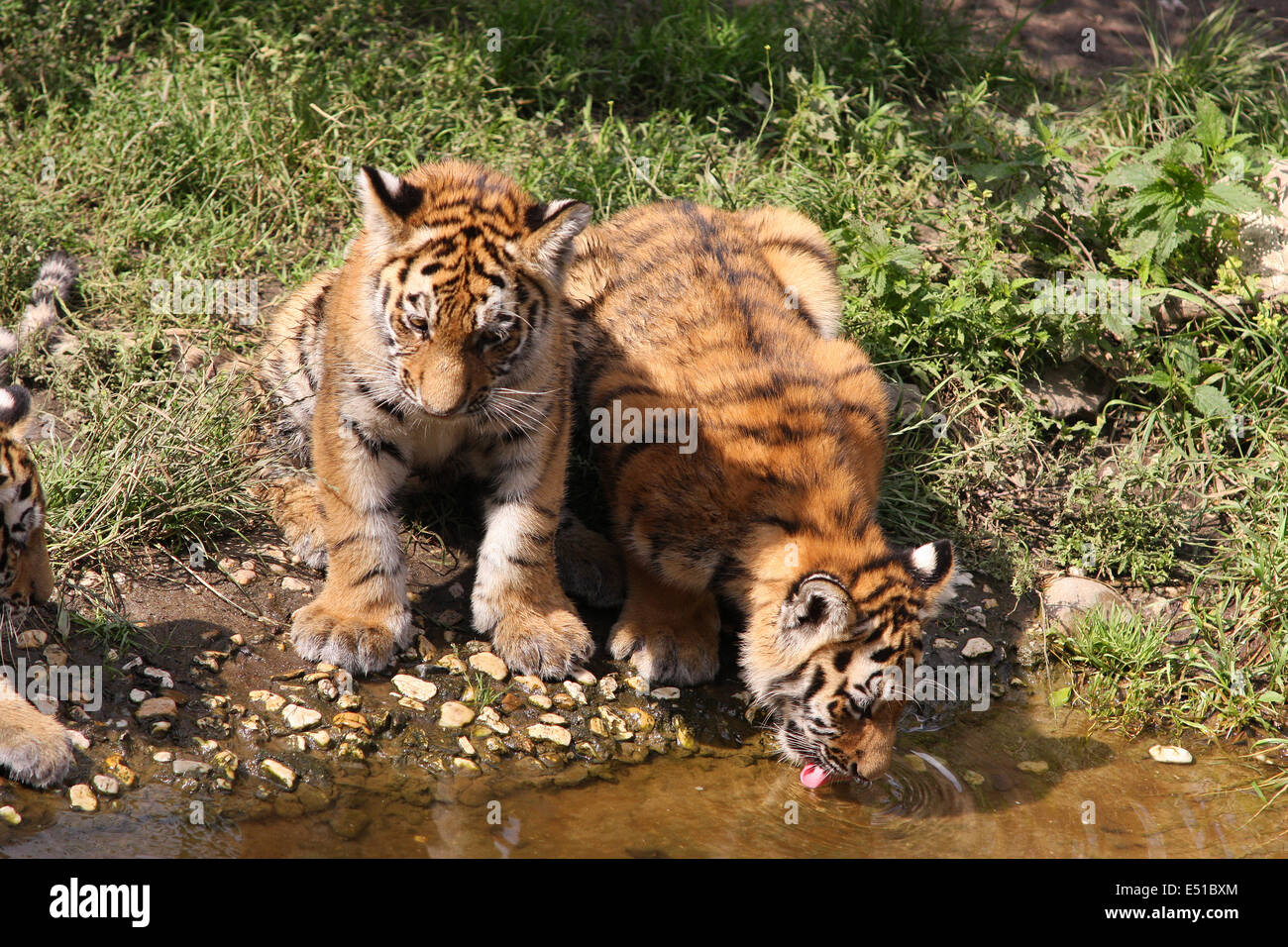 Tigerbaby hi-res stock photography and images - Alamy