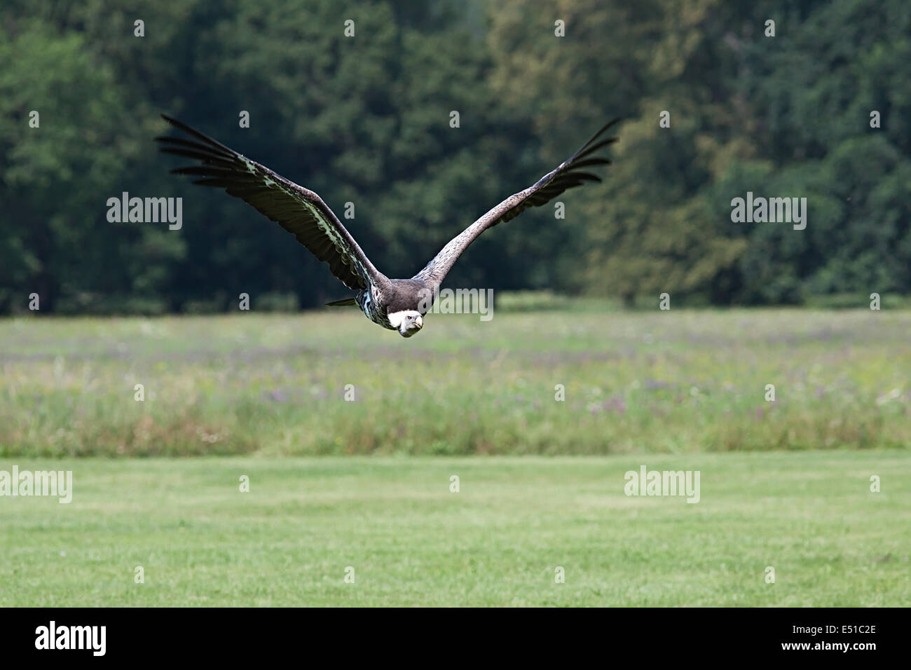 Bald vulture hi-res stock photography and images - Alamy