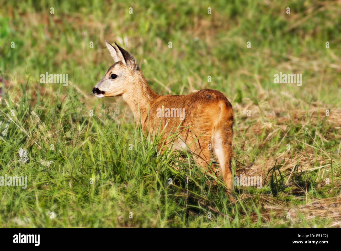 Symbol doe hi-res stock photography and images - Alamy