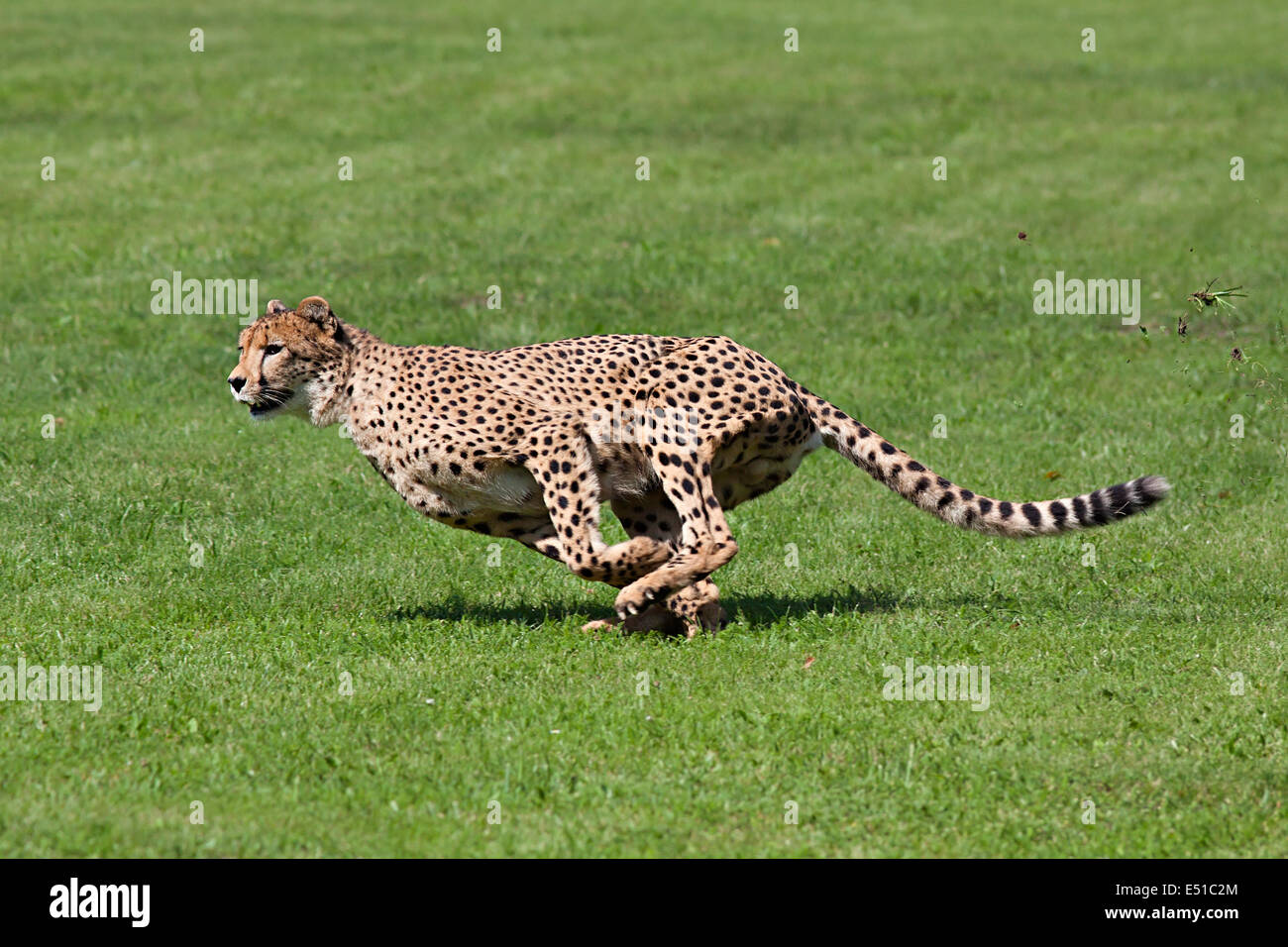 Cheetah chase prey hi-res stock photography and images - Alamy