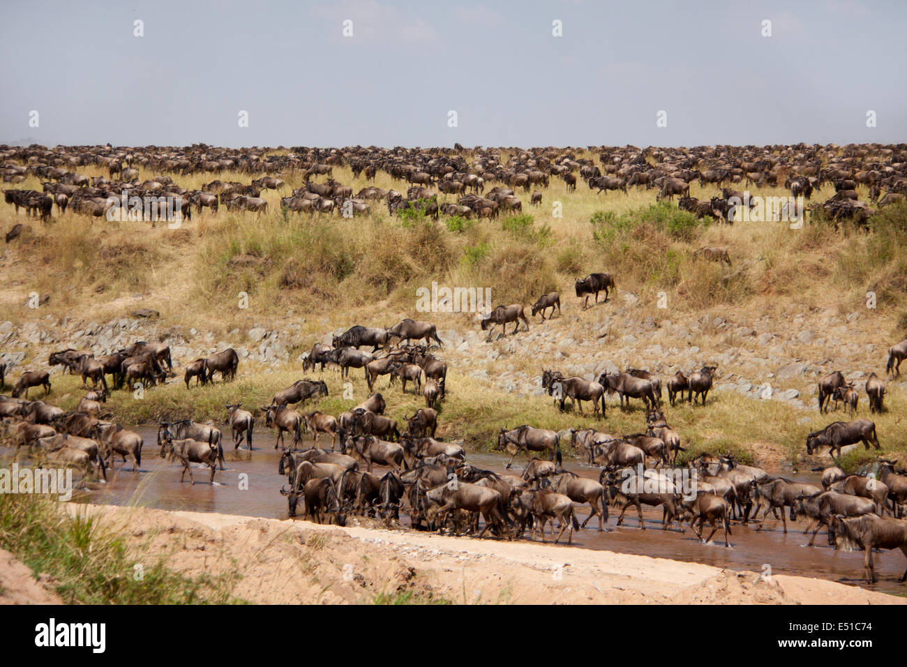 The great migration hi-res stock photography and images - Alamy