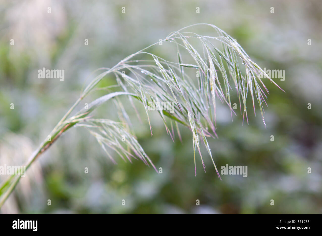 Wide grass blades hi-res stock photography and images - Alamy