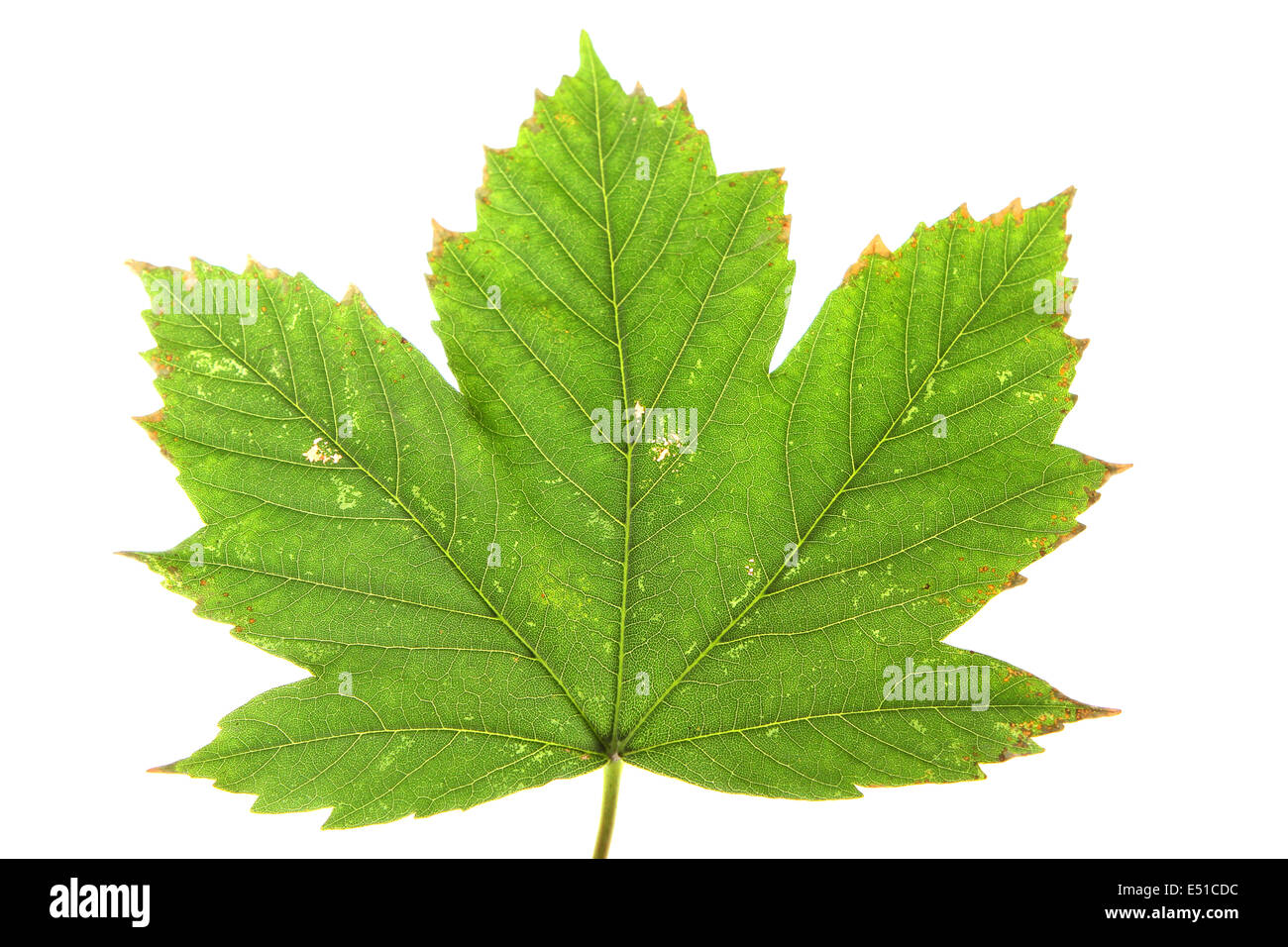 green maple leaf Stock Photo - Alamy