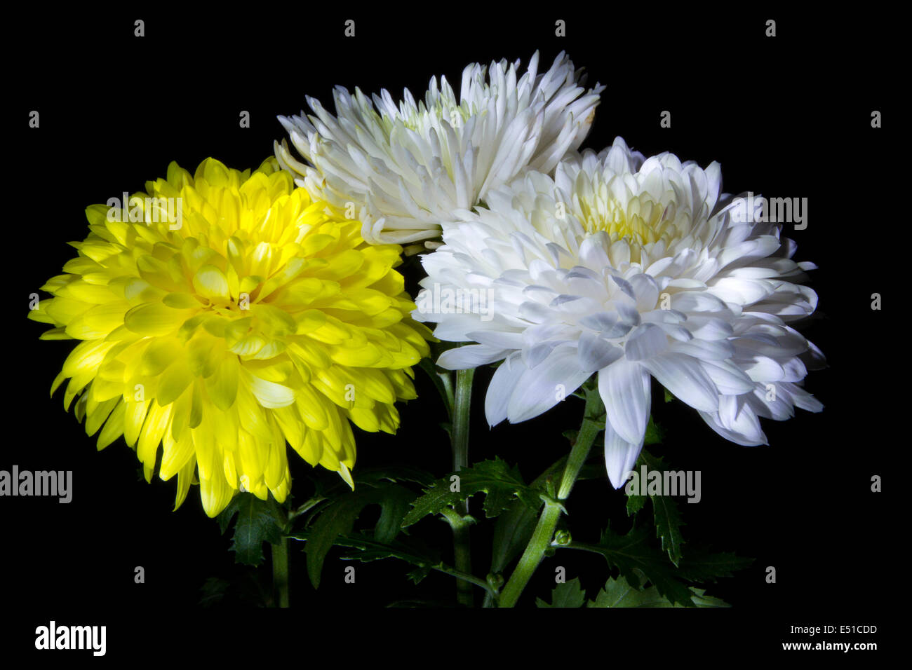Three flower bouquet hi-res stock photography and images - Alamy