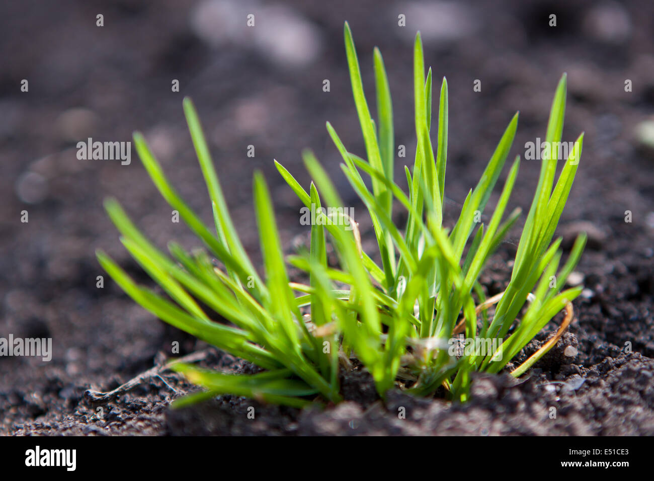Green nature sprout in the soil hi-res stock photography and images - Alamy