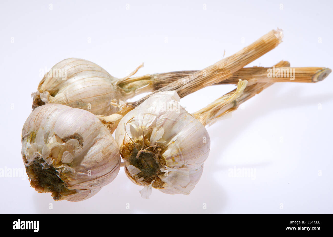 Garlic on a white background Stock Photo - Alamy