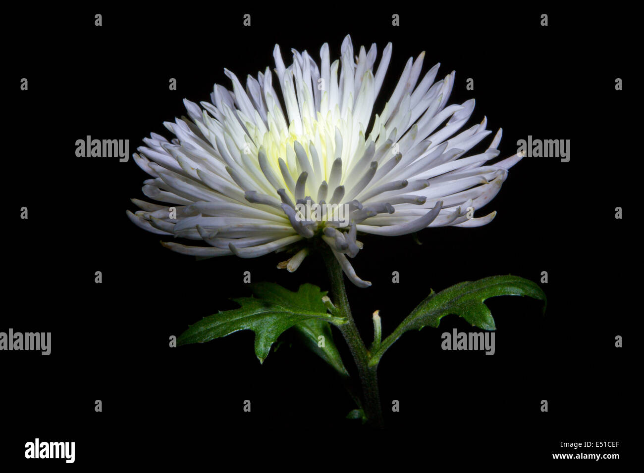 Black chrysanthemum daisy flower hi-res stock photography and images ...