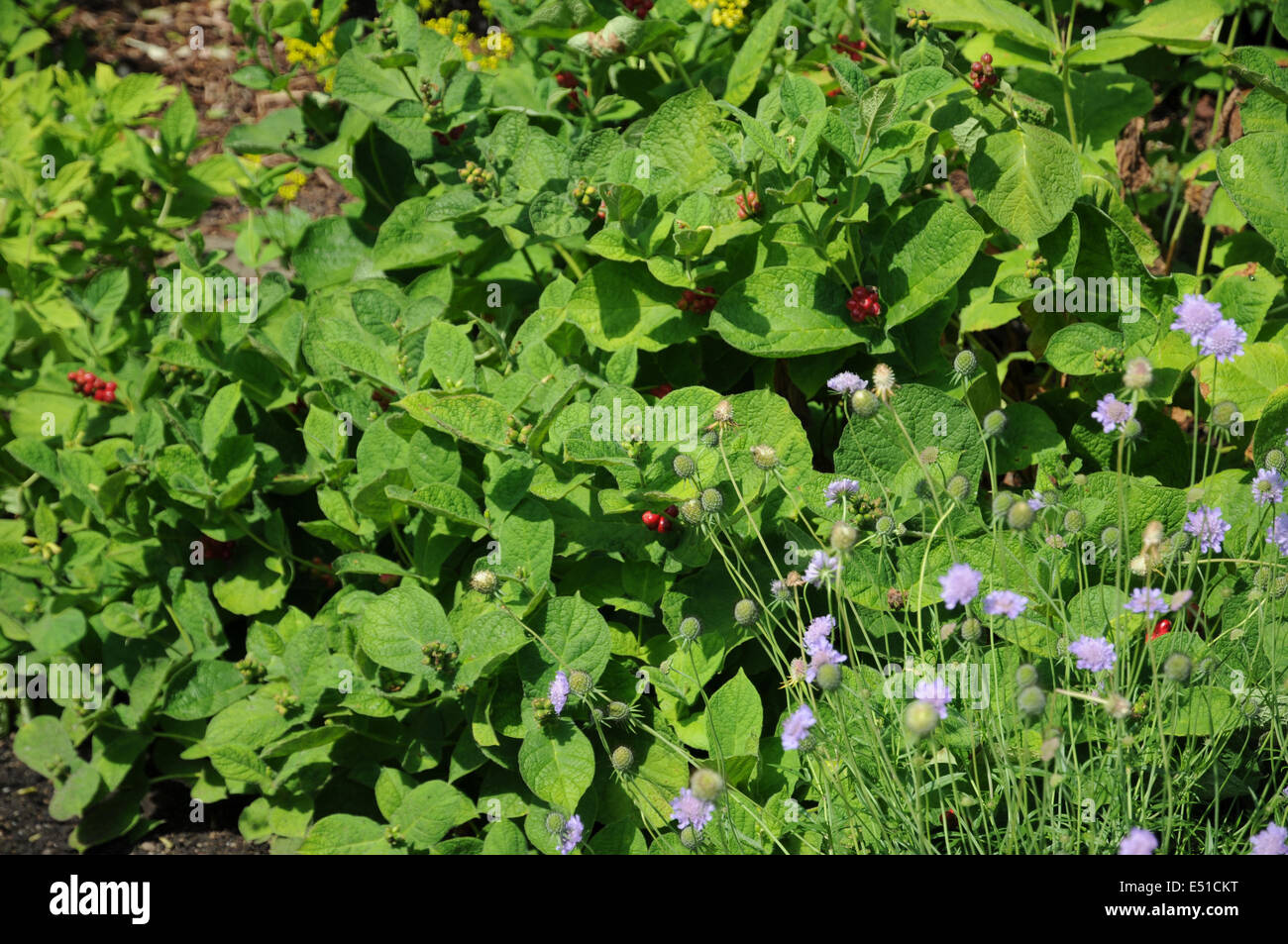 Feverwort hi-res stock photography and images - Alamy