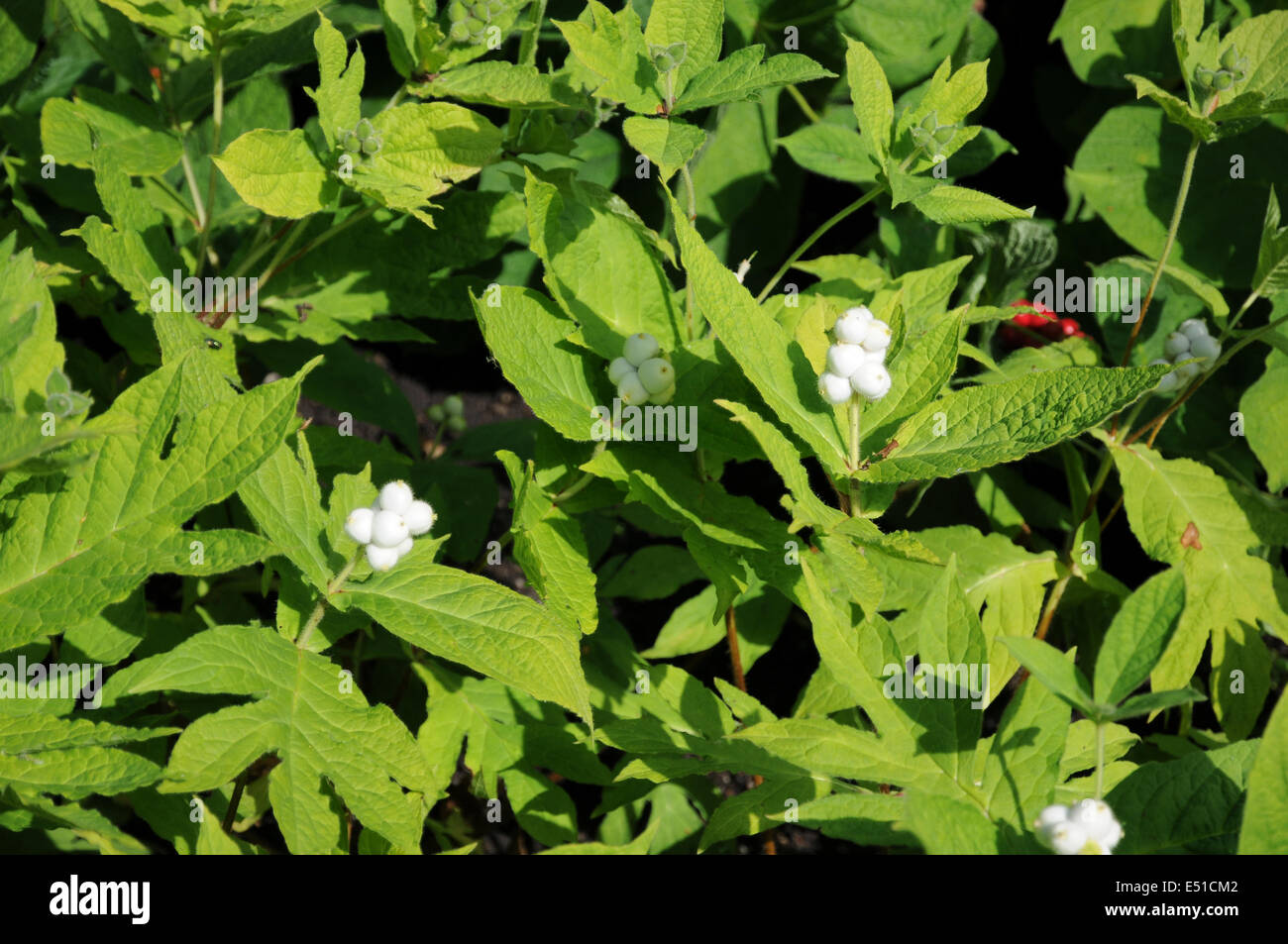 Feverwort hi-res stock photography and images - Alamy