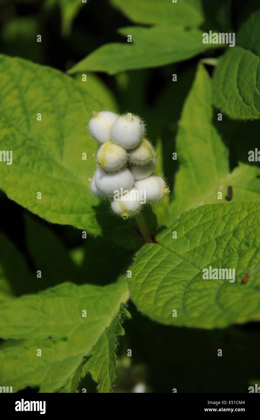 White feverwort hi-res stock photography and images - Alamy