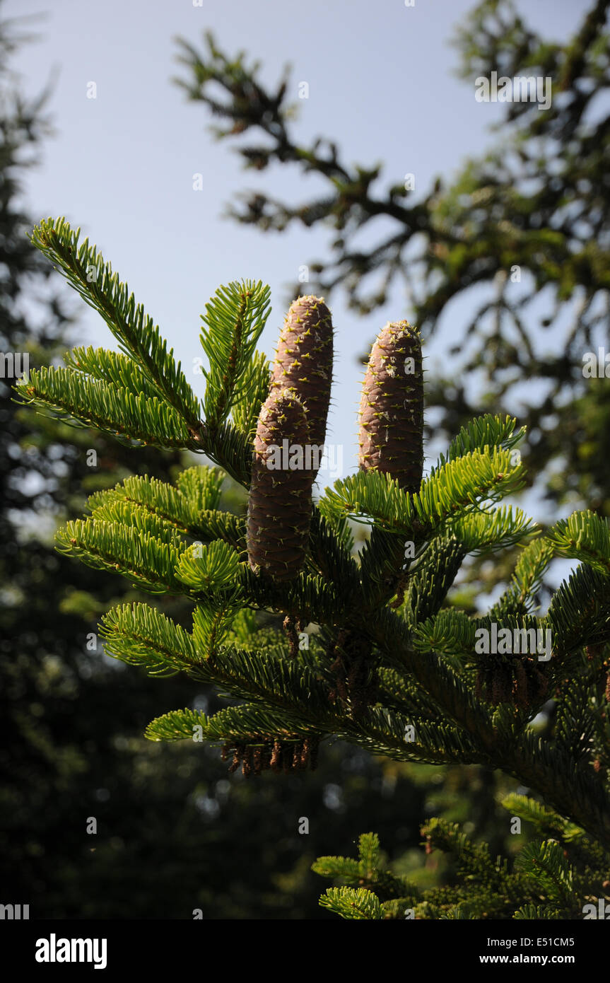 Greek fir abies cephalonica hi-res stock photography and images - Alamy