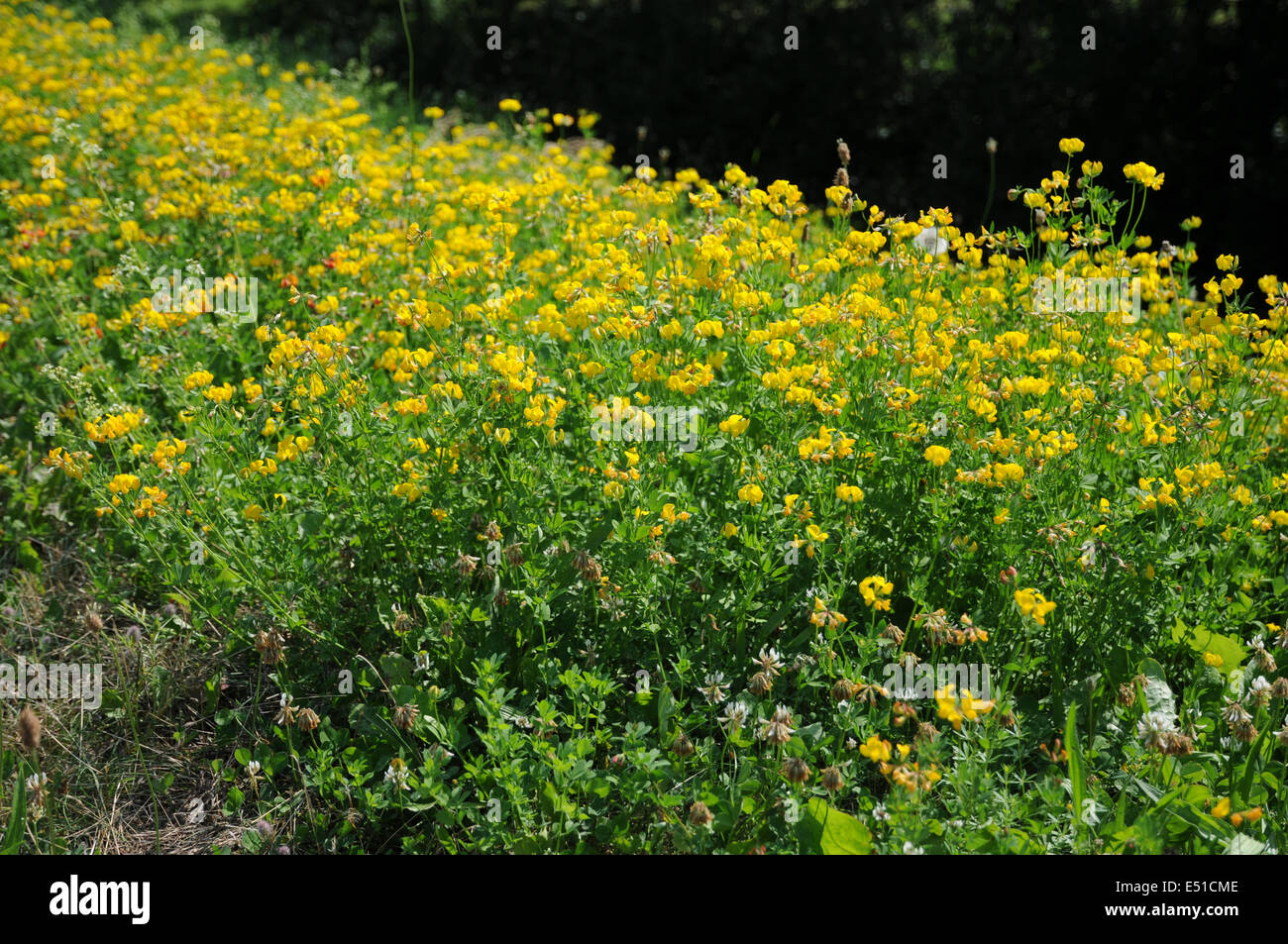 Birdsfoot trefoil hi-res stock photography and images - Alamy