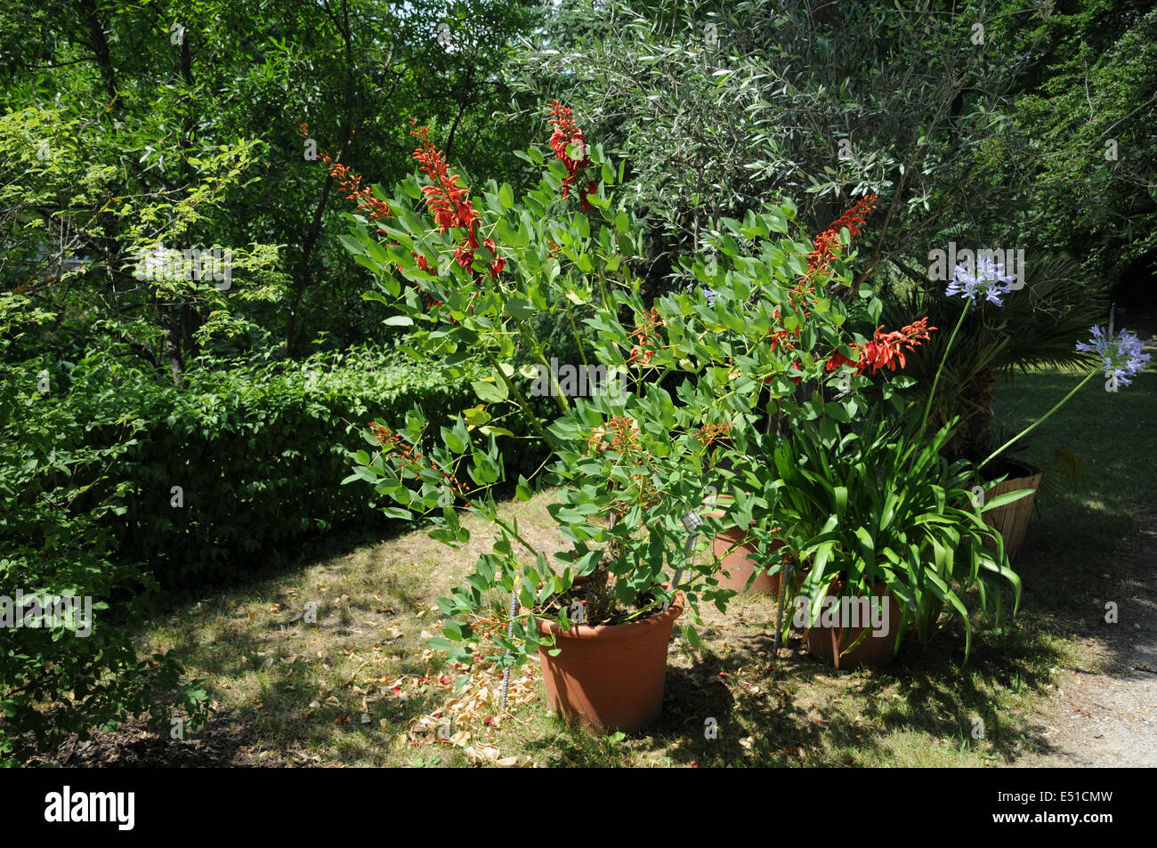 Shrub coral tree hi-res stock photography and images - Alamy