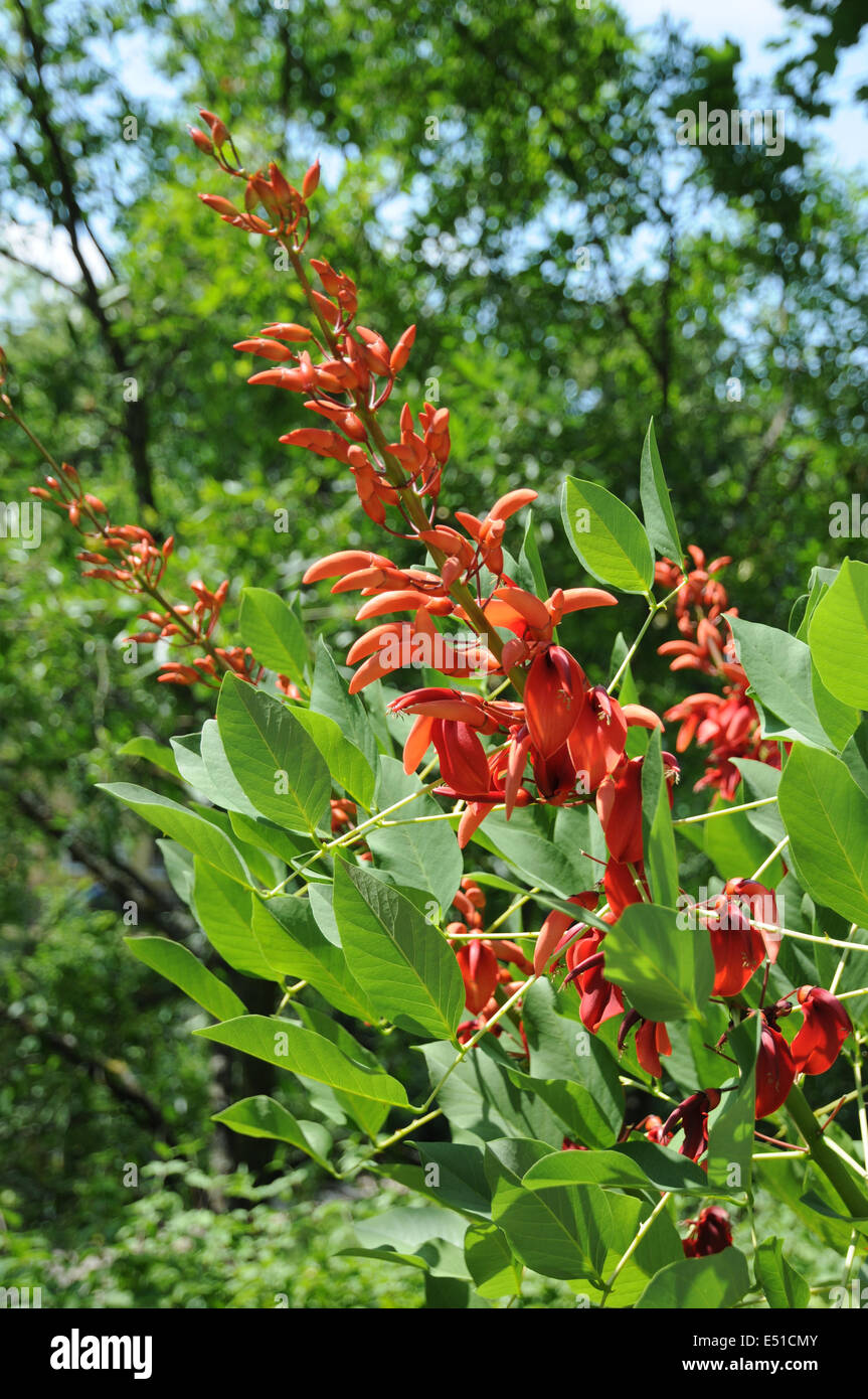 Coral tree hi-res stock photography and images - Alamy