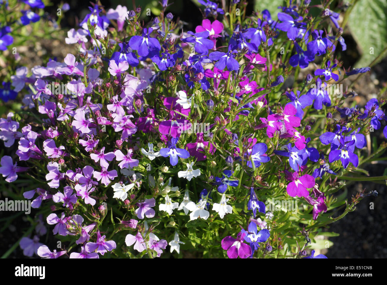 Lobelia hi-res stock photography and images - Alamy