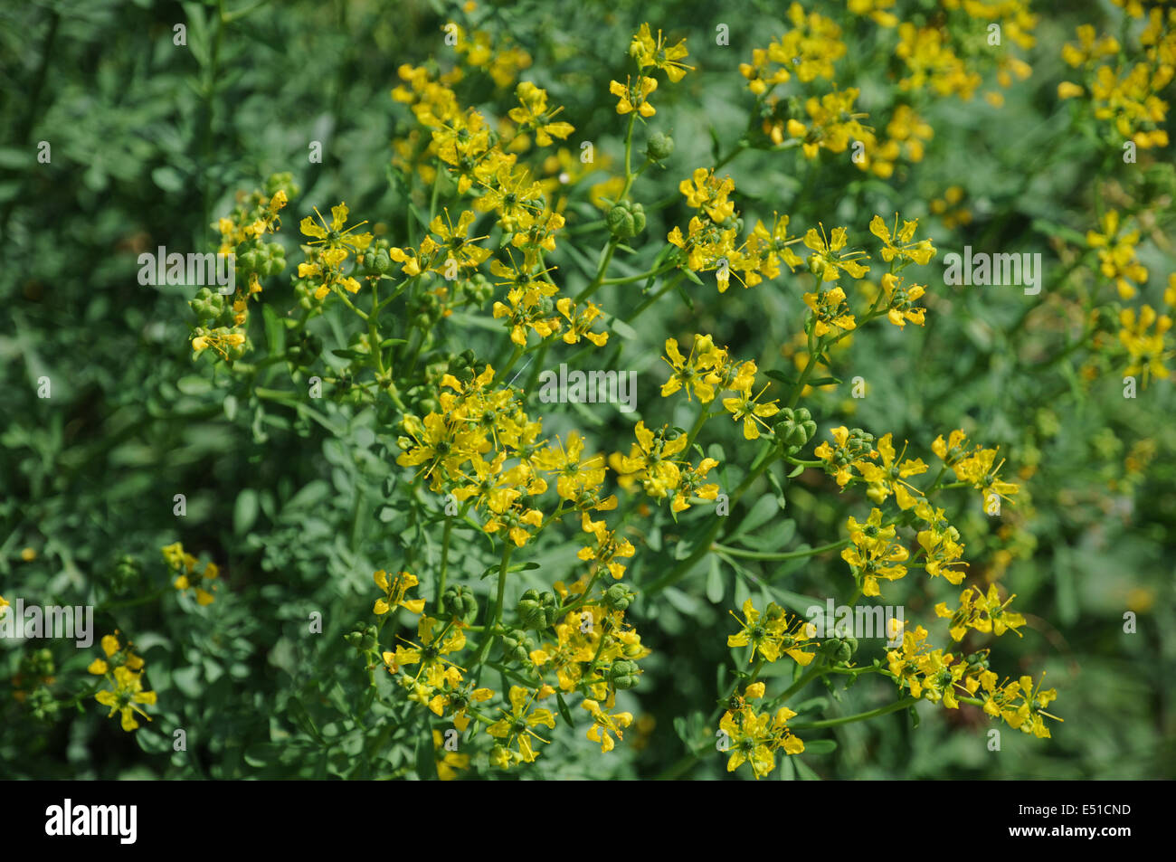 Common rue hi-res stock photography and images - Alamy