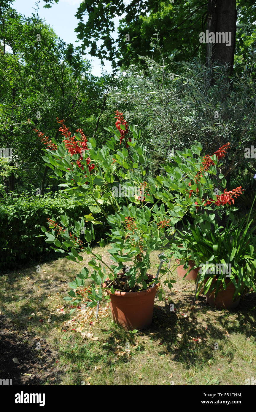 Shrub coral tree hi-res stock photography and images - Alamy
