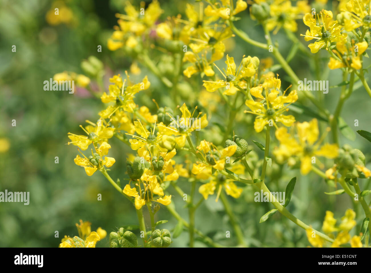 Common Rue High Resolution Stock Photography and Images - Alamy