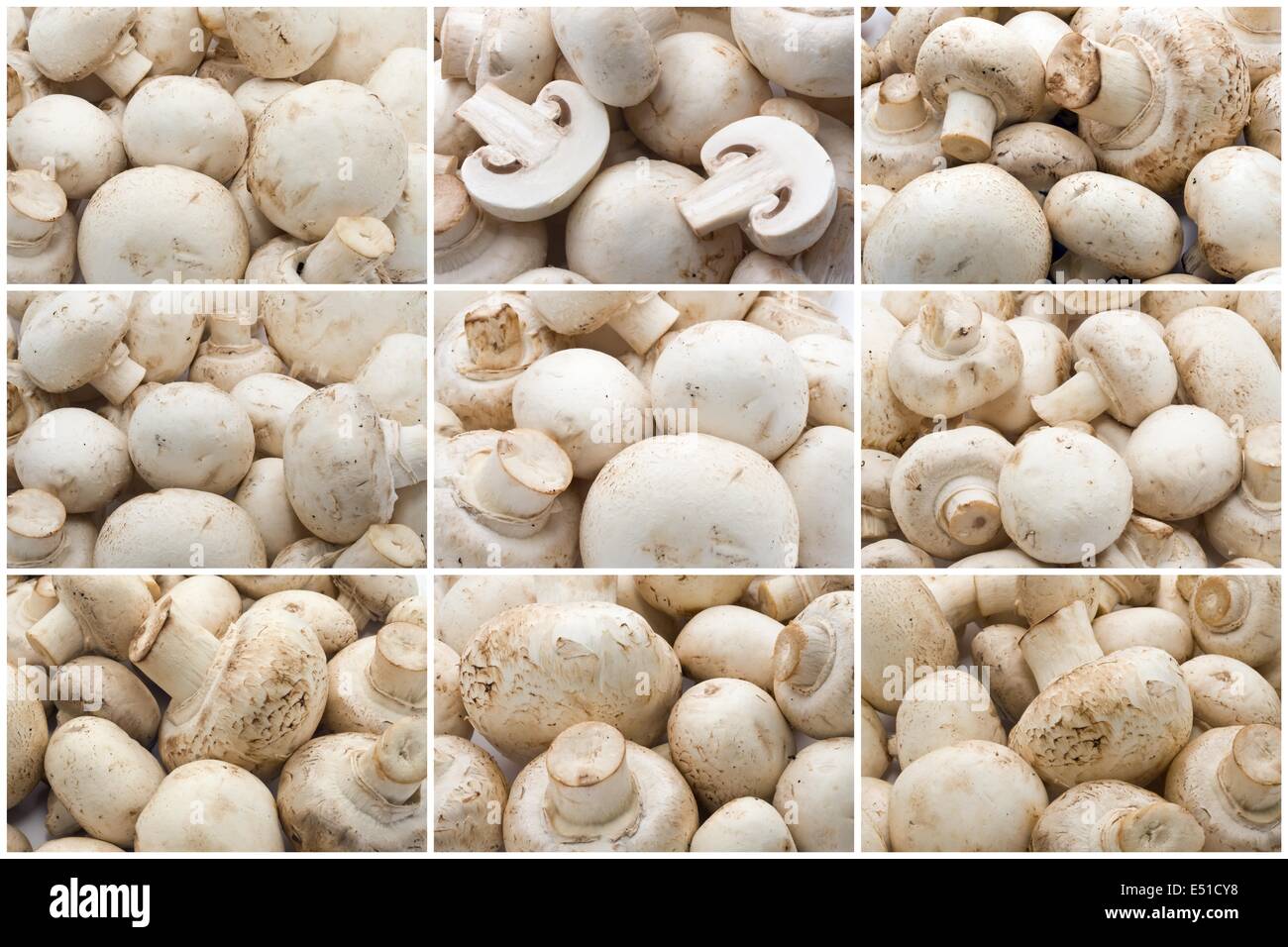 Champignon mushrooms hi-res stock photography and images - Alamy