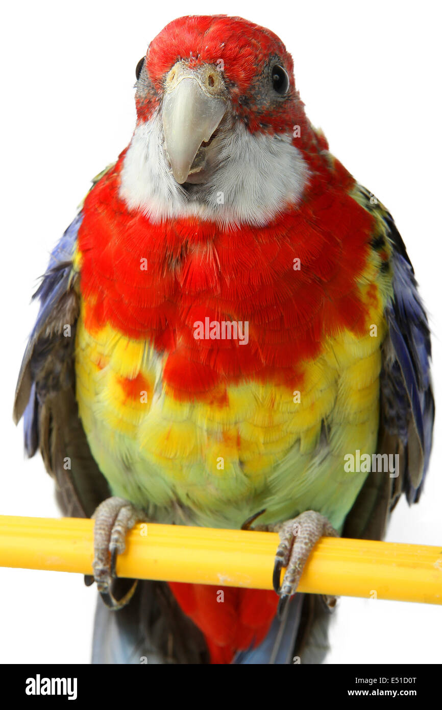 large colorful parrot Stock Photo - Alamy