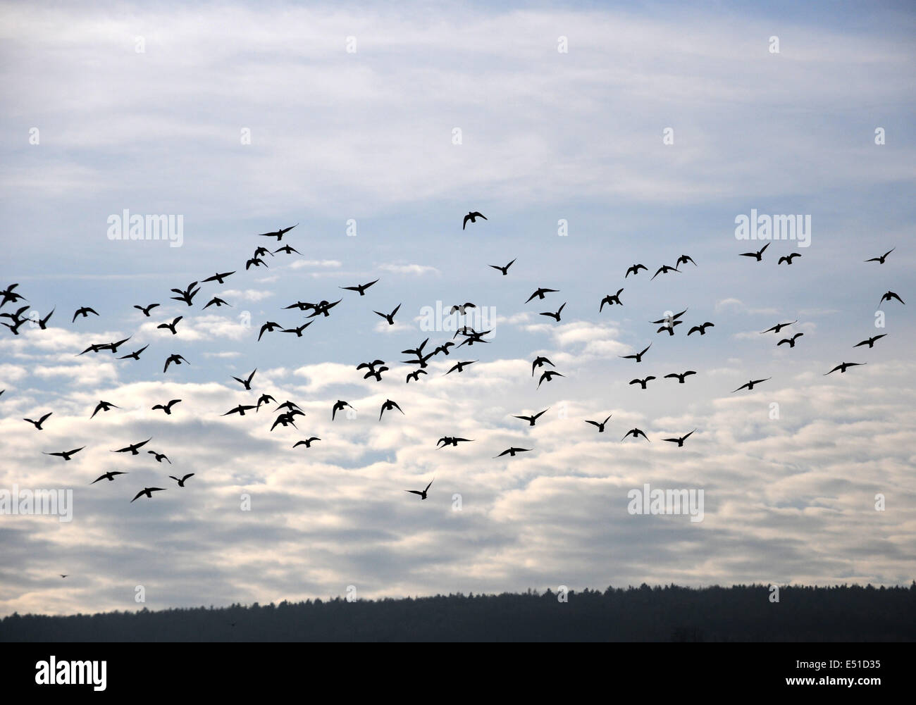 Tauben tier hi-res stock photography and images - Alamy