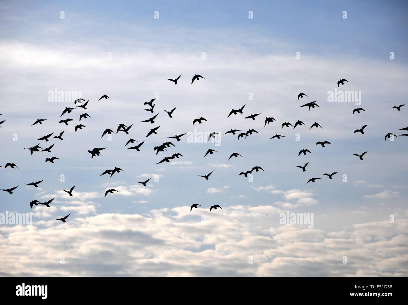 Pigeons swarm hi-res stock photography and images - Alamy