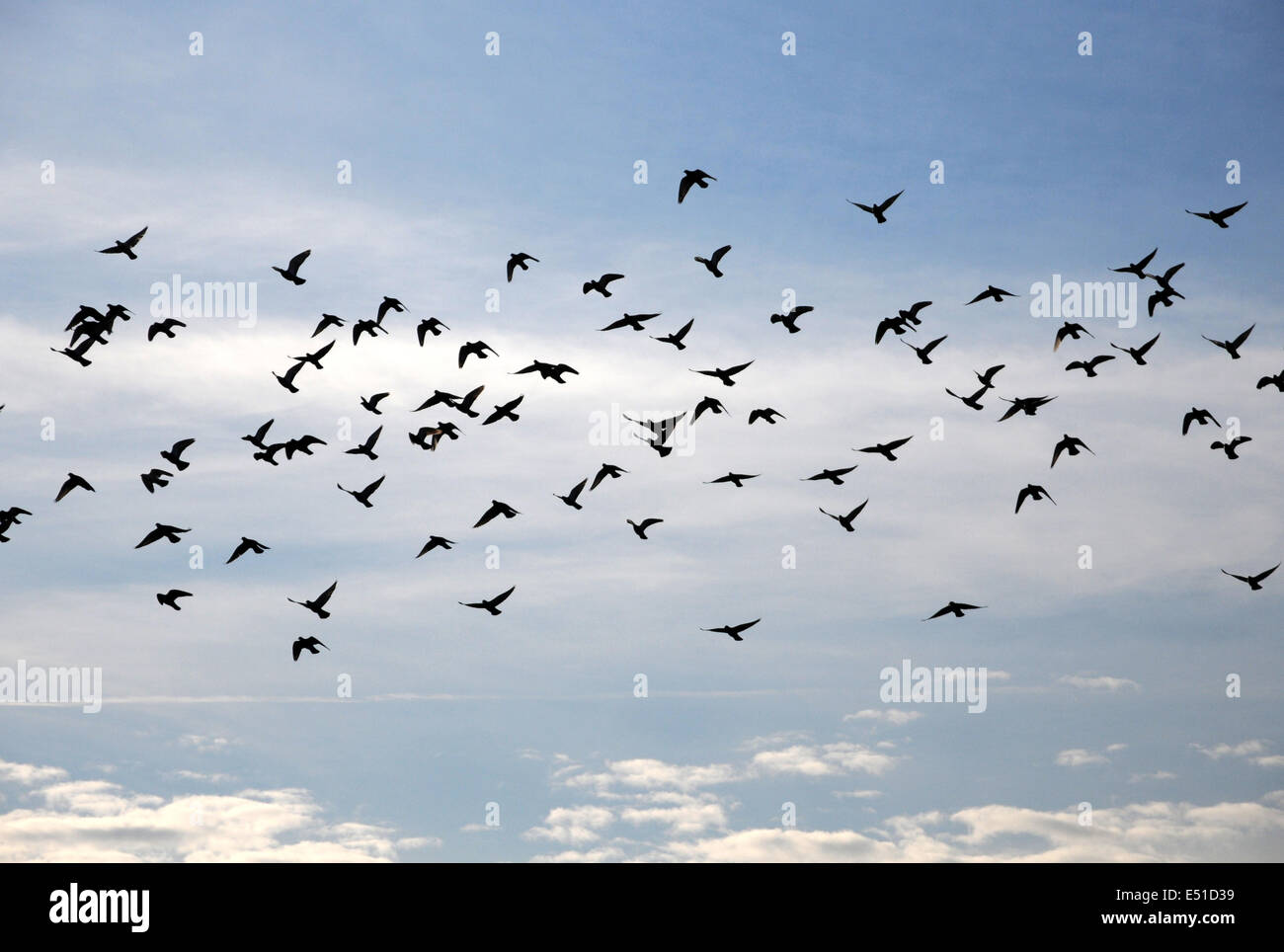 Flying pigeons hi-res stock photography and images - Alamy