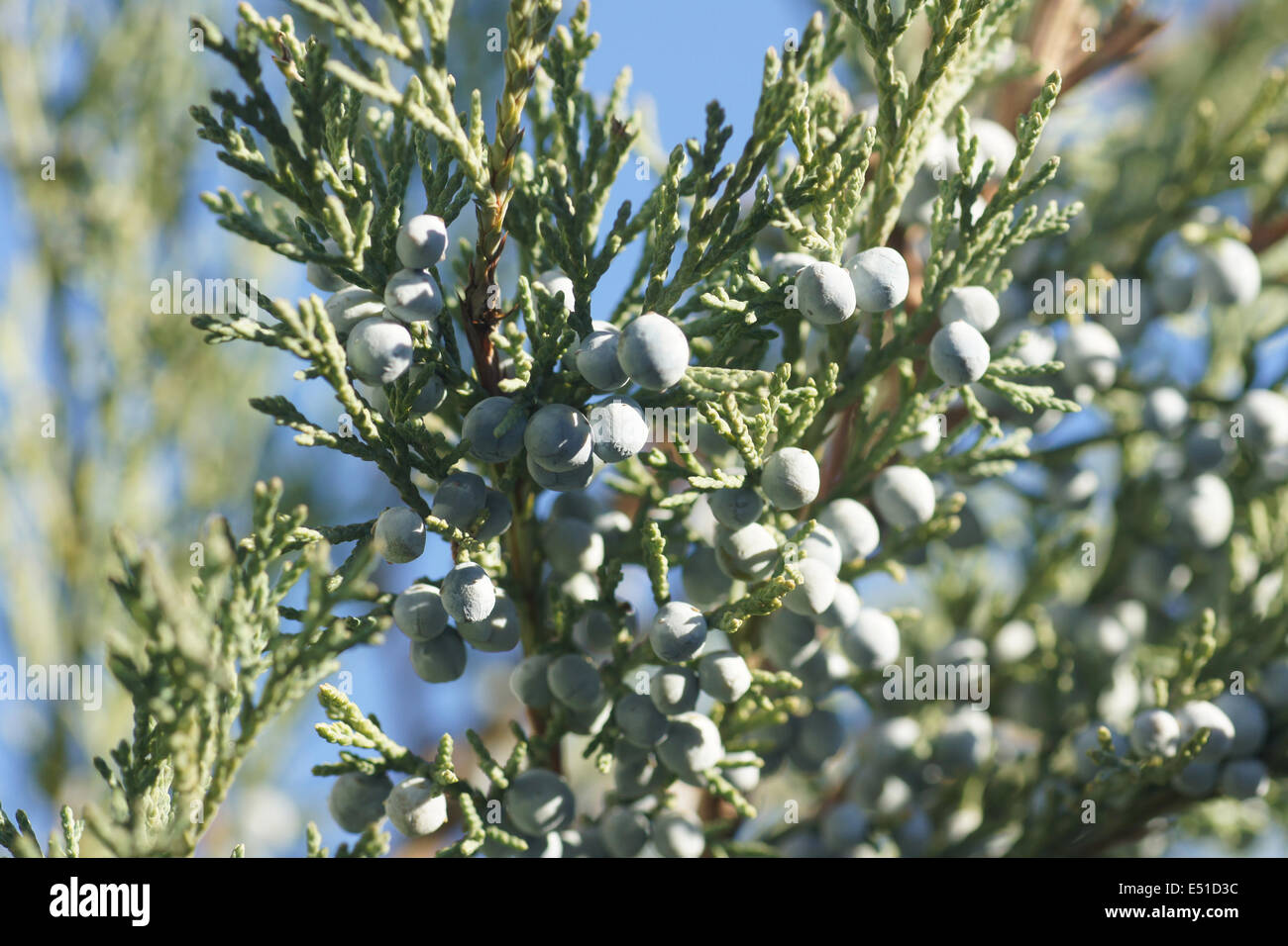 Chinese juniper juniperus chinensis hetzii hi-res stock photography and ...