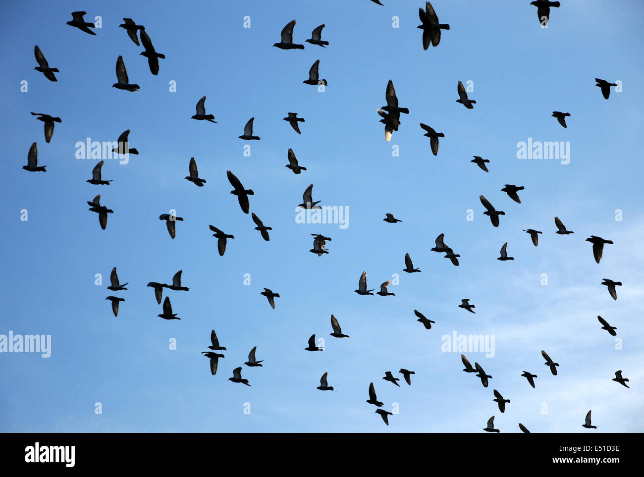 Flying pigeons hi-res stock photography and images - Alamy