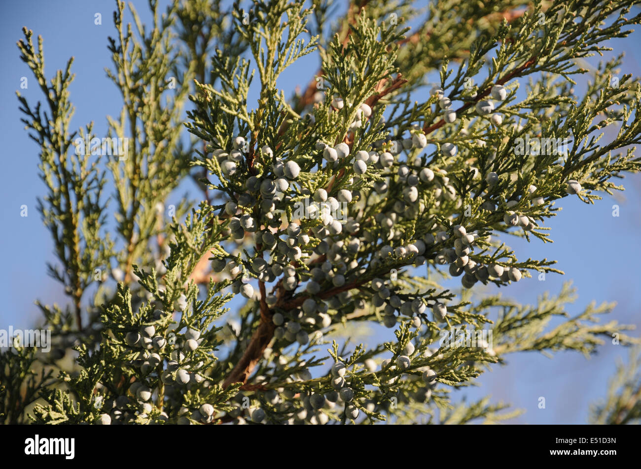 Junipers Chinensis High Resolution Stock Photography and Images - Alamy