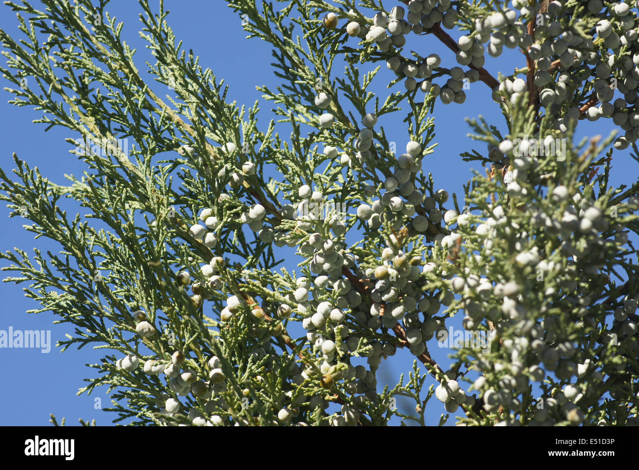 Juniperus hetzii hi-res stock photography and images - Alamy