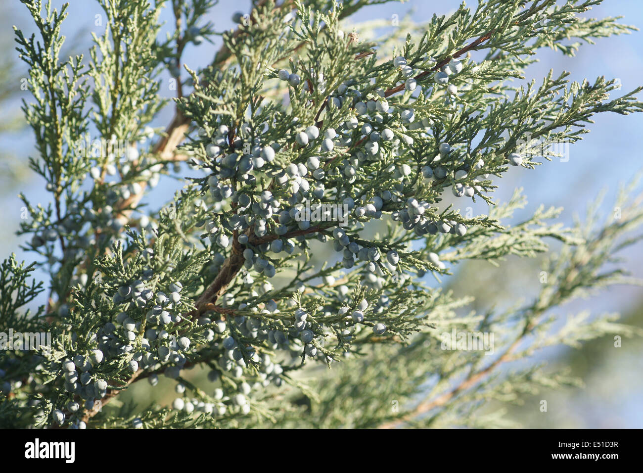 Chinese juniper juniperus chinensis hetzii hi-res stock photography and ...