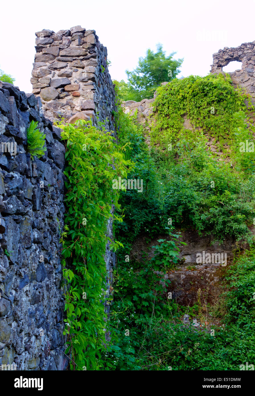 Vines on brick wall hi-res stock photography and images - Alamy