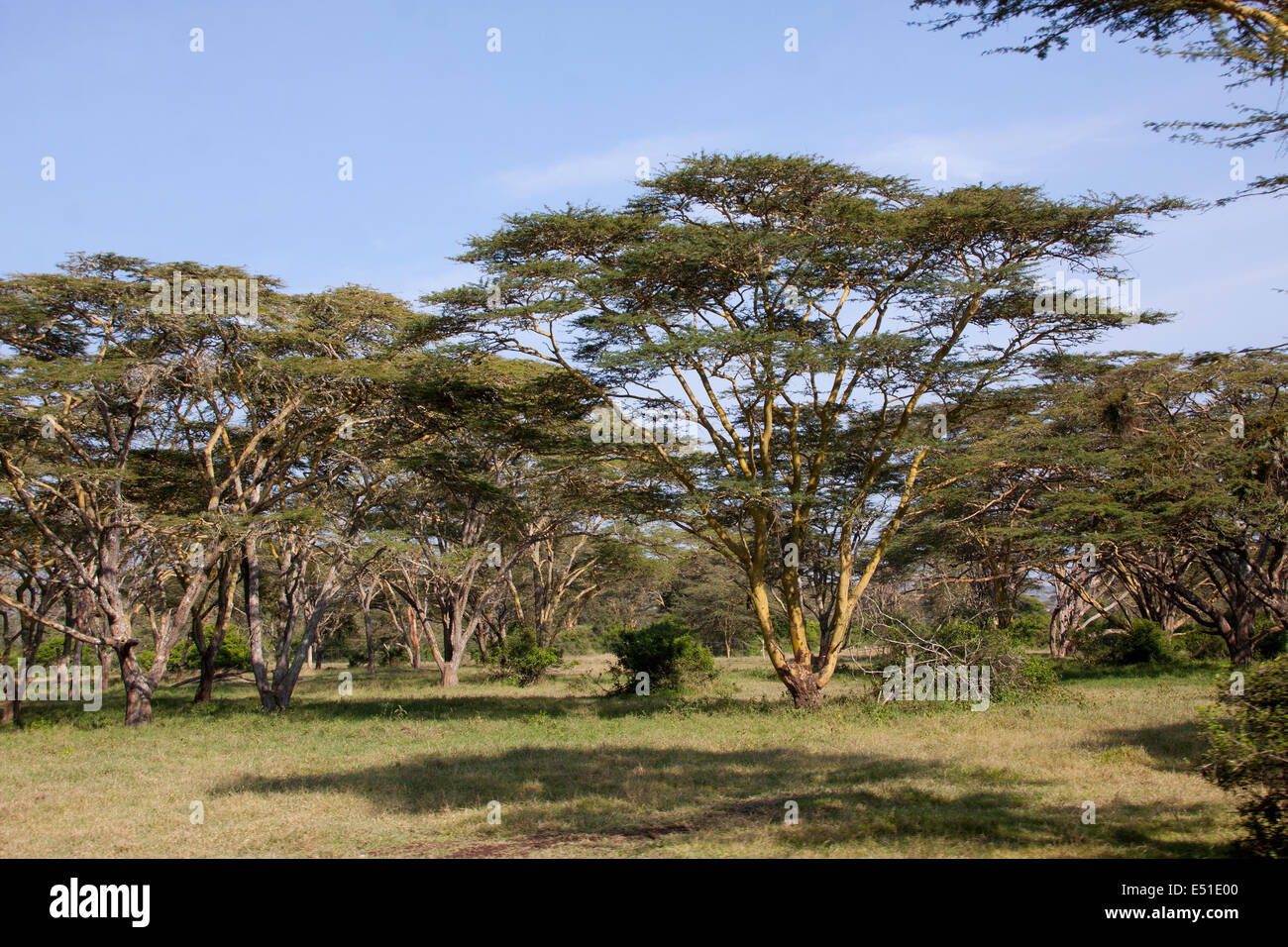 Solio hi-res stock photography and images - Alamy