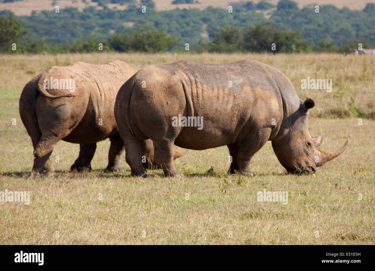 Rhinos hi-res stock photography and images - Alamy