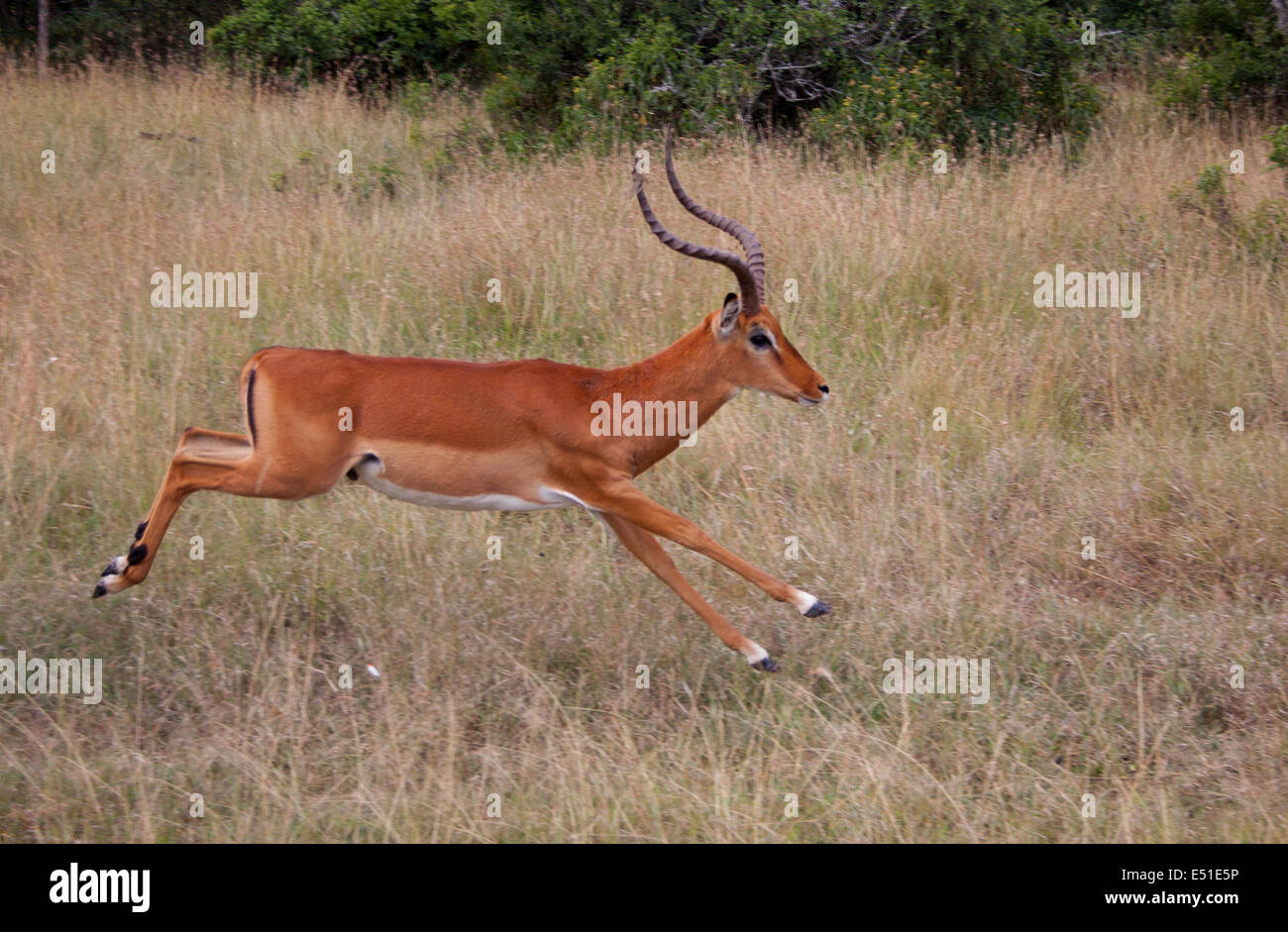 Antelope running hi-res stock photography and images - Alamy