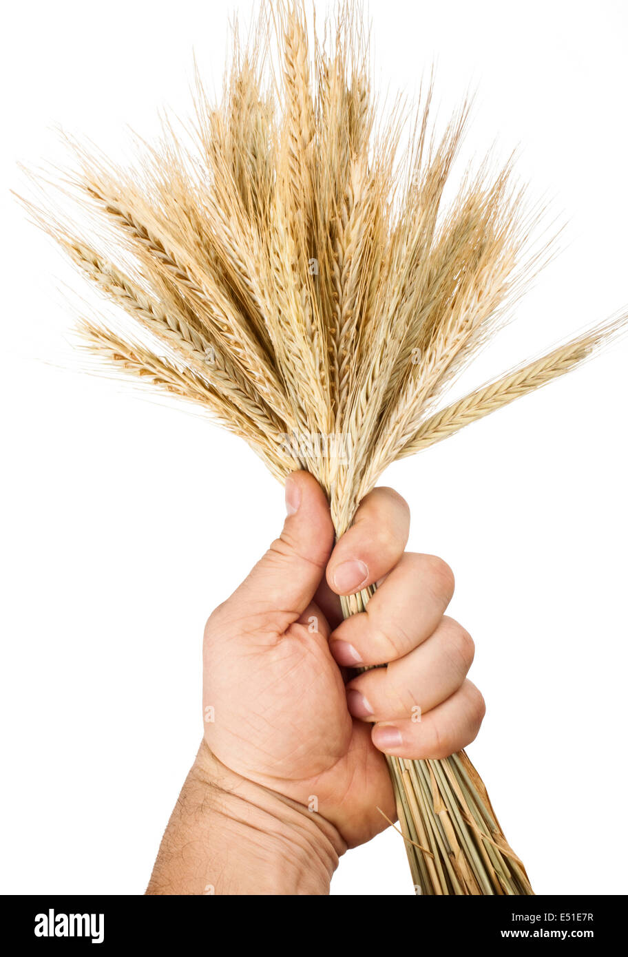 hand hold wheat Stock Photo - Alamy