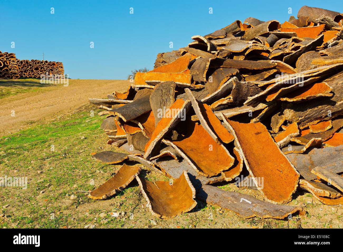 Corkwood hi-res stock photography and images - Alamy