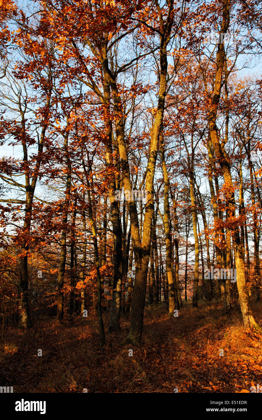 Oak pine forest hi-res stock photography and images - Alamy